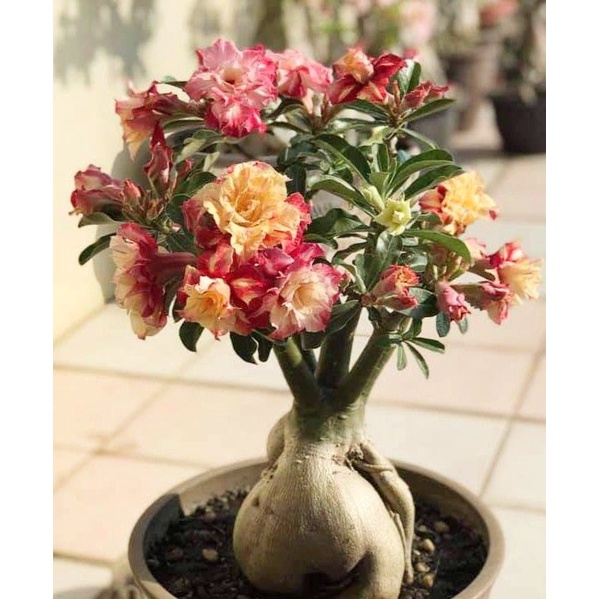 Jual BIBIT BUNGA ADENIUM TUMPUK (KAMBOJA JEPANG) CHOCOLATE adenium 1 ...