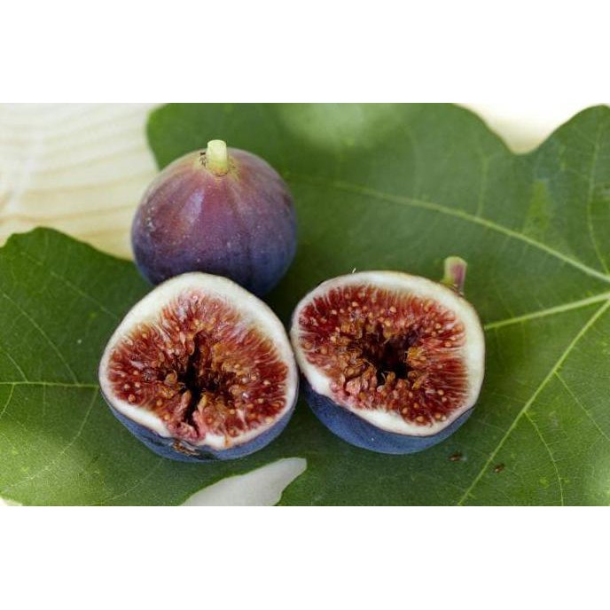 Jual F0R Bibit Tanaman Buah Tin Black Genoa 40Cm | Shopee Indonesia