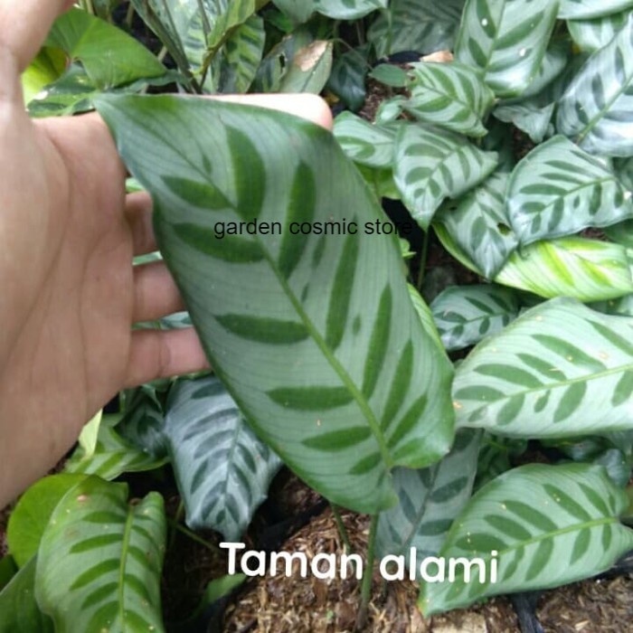Jual tanaman calathea freddy - tanaman hias calathea fredi - tanaman ... Jual tanaman calathea freddy - tanaman hias calathea fredi - tanaman ...