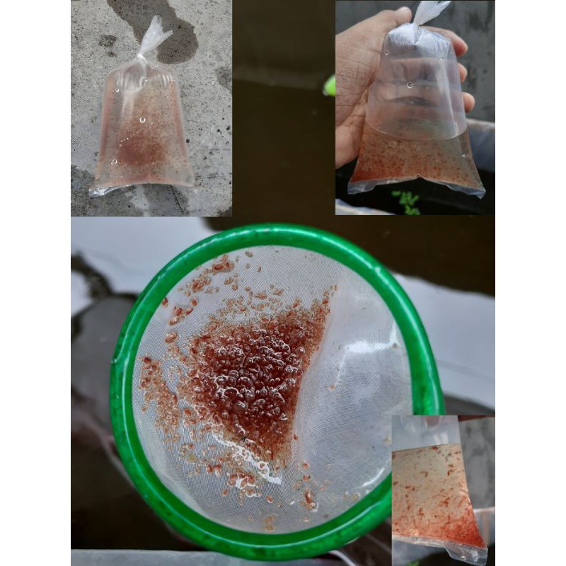 Jual Kutu air raksasa Daphnia magna pakan hidup ikan cupang guppy molly ...