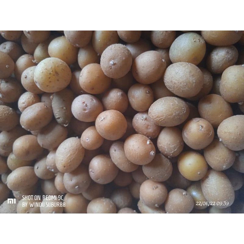 Jual BIBIT/BENIH KENTANG G0 GRANOLA L(pilus) minimal order 50 biji ...