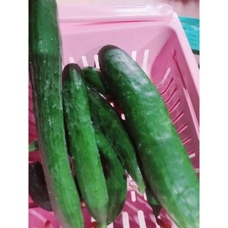 Jual Timun 1 Kg Terlengkap & Harga Terbaru Maret 2026 | Shopee Indonesia