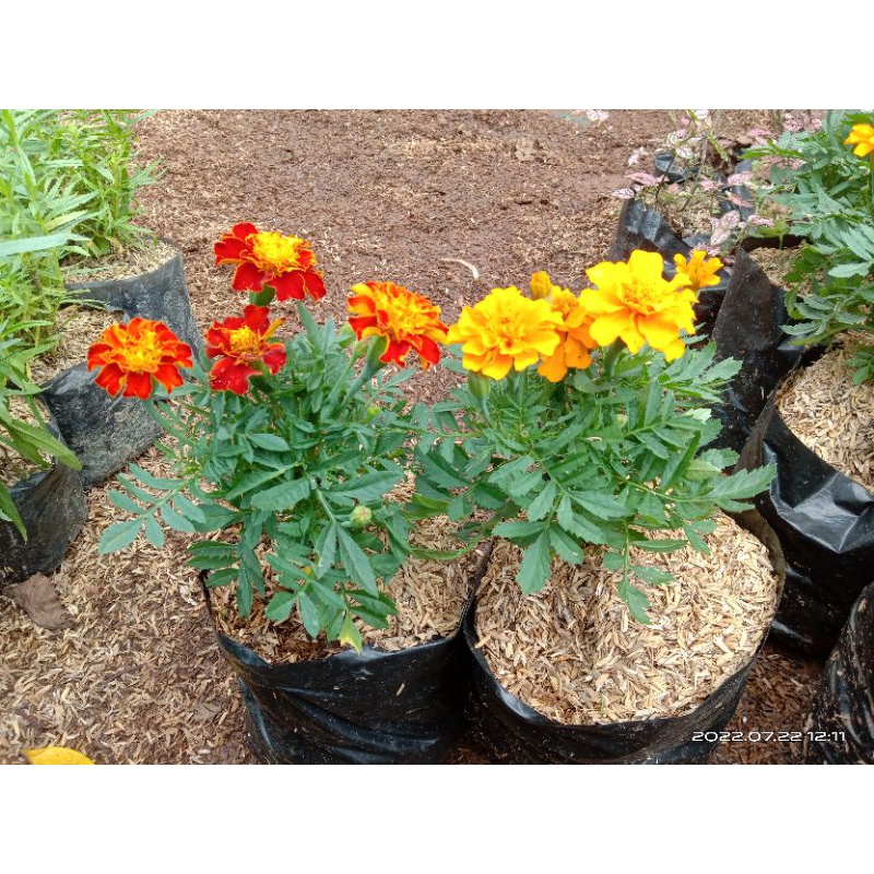 Jual ( BISA COD ) Tanaman Hias Bunga Suyok Bunga Hias Marigold Suyyok ...