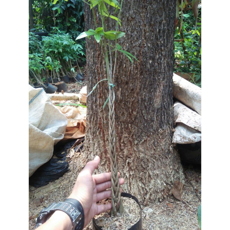 Jual tanaman hias pacira kepang 5- pohon uang pacira kepang 5 | Shopee ...