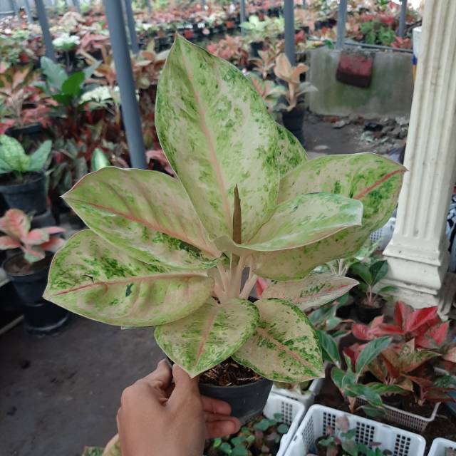 Jual Ayu Green( Tanaman Hias aglaonema / Aglonema ) | Shopee Indonesia