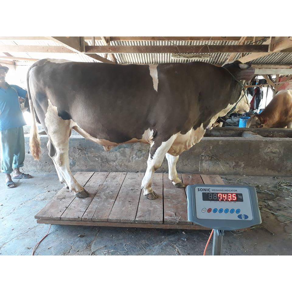 Jual Timbangan sapi Bandung sonic a1x otomatis | Shopee Indonesia