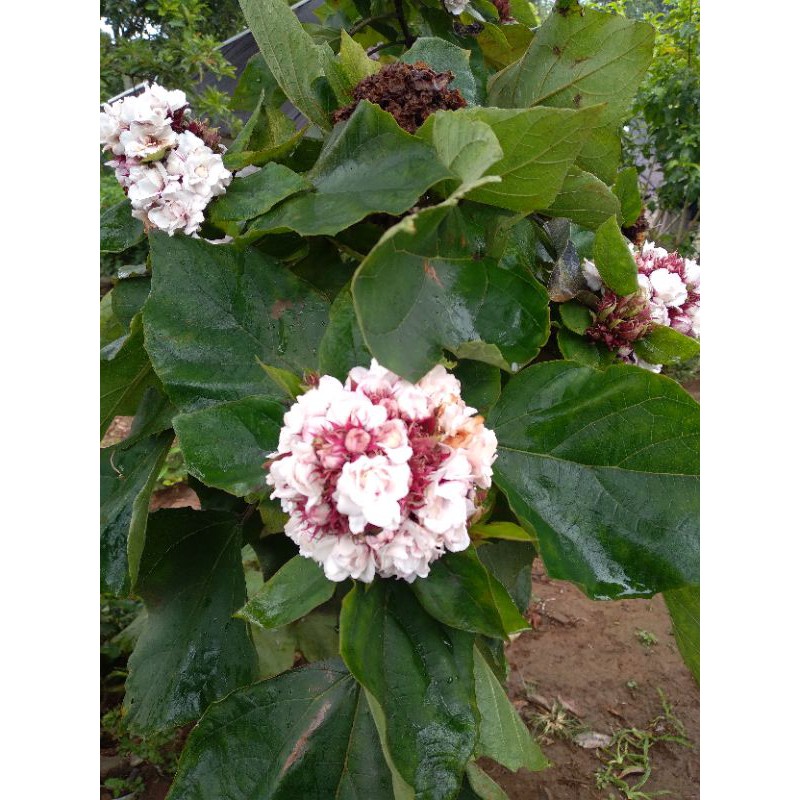 Jual bunga menur(melati tumpuk)harum.nectar trigona | Shopee Indonesia