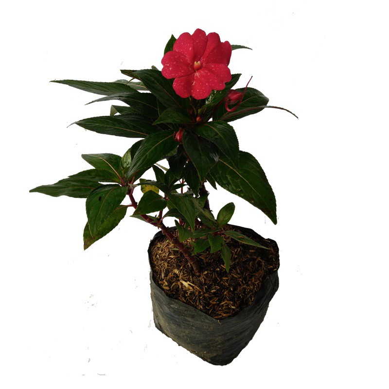Jual Tanaman Bunga Pacar Air Merah - Impatiens walleriana | Shopee ...