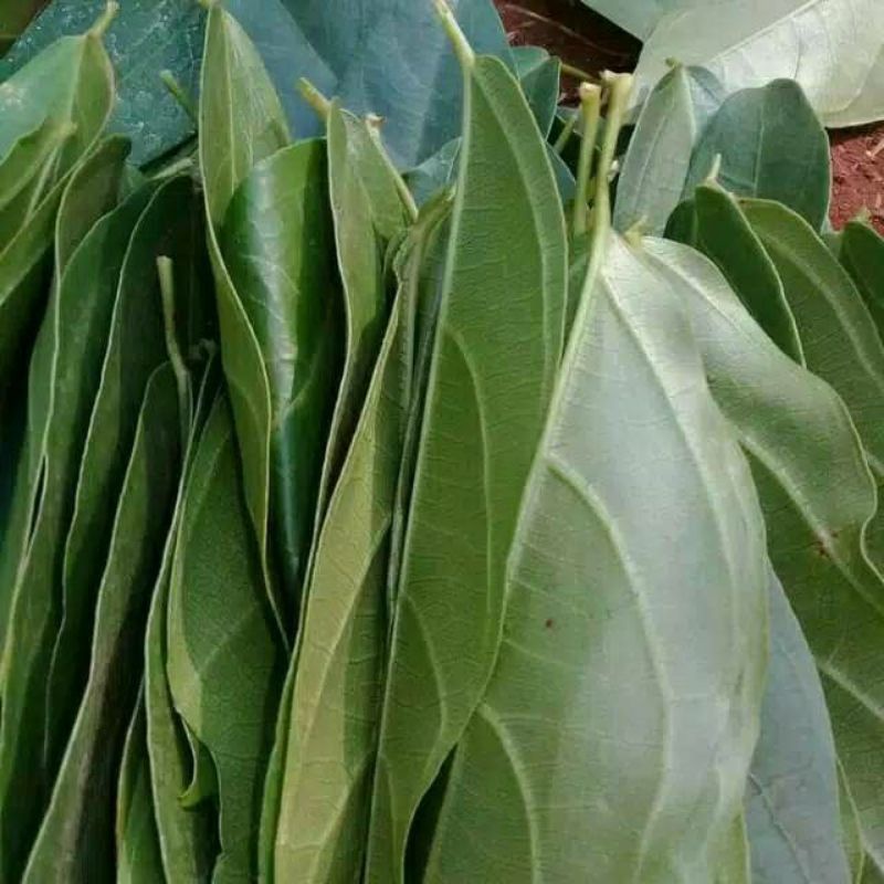 Jual daun cincau fresh mantap 100grm | Shopee Indonesia