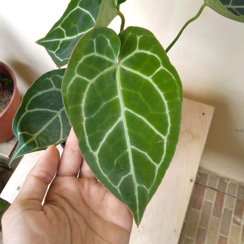 Jual TANAMAN HIAS ANTHURIUM MAGNIFICUM /KUPING GAJAH | Shopee Indonesia