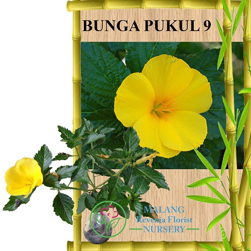 Jual Tanaman Bunga Pukul Sembilan | Shopee Indonesia