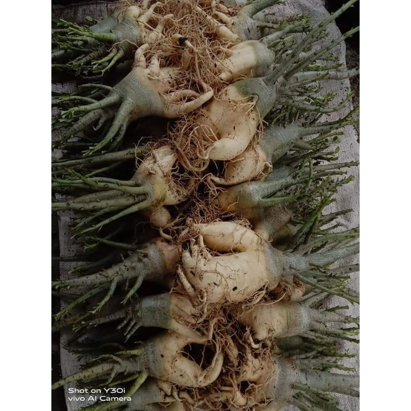 Jual Adenium Cabang Banyak Aktif Shopee Indonesia