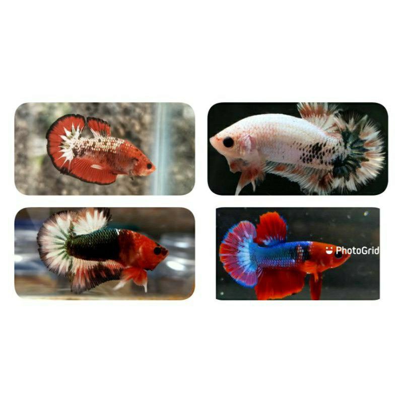 Jual Ikan Cupang Hias FCCP (Fancy Cooper) | Shopee Indonesia