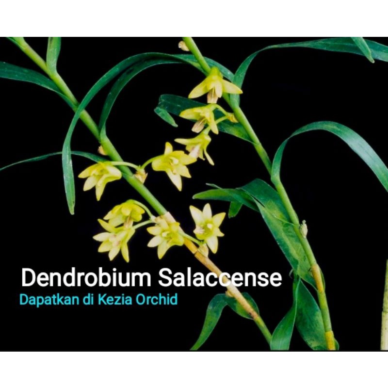 Jual Anggrek Dendrobium Salaccense; Appendicula Alba; Salacense ...