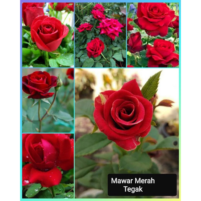 Jual Benih Mawar Merah Tegak 5 butir biji/benih | Shopee Indonesia
