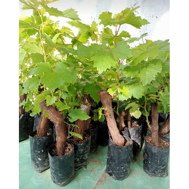 Jual Bibit anggur import promo 1 paket 3 bibit batang super besar siap ...