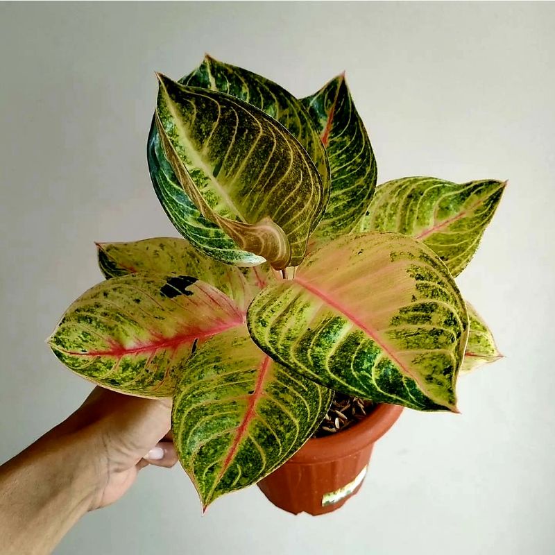 Jual Aglonema Monlight Remaja Daun Rosert | Shopee Indonesia