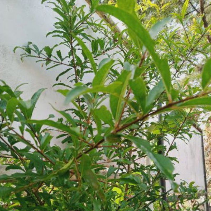 Jual Tanaman herbal daun delima merah 50 gram | Shopee Indonesia