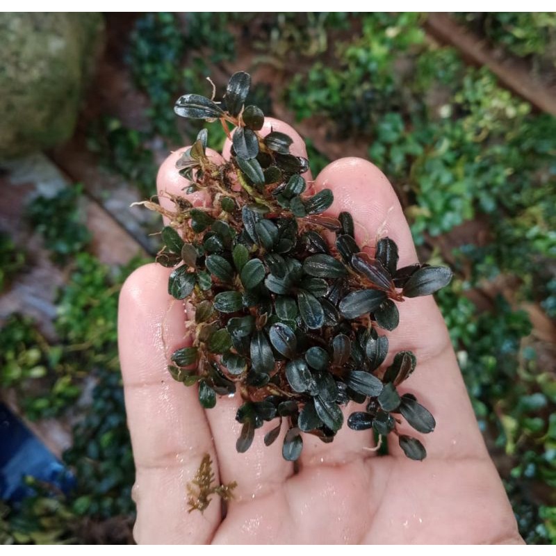 Jual Bucephalandra Supermini Phantom Porsi Clump (Tanaman aquascape ...