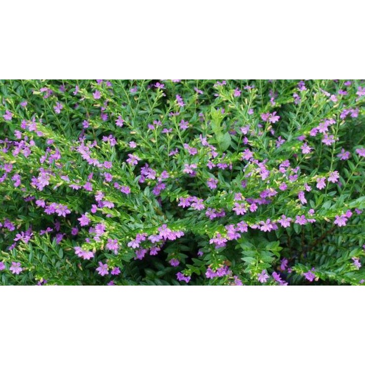 Jual Tanaman Hias Taiwan Beauty Cuphea hyssopifolia | Shopee Indonesia