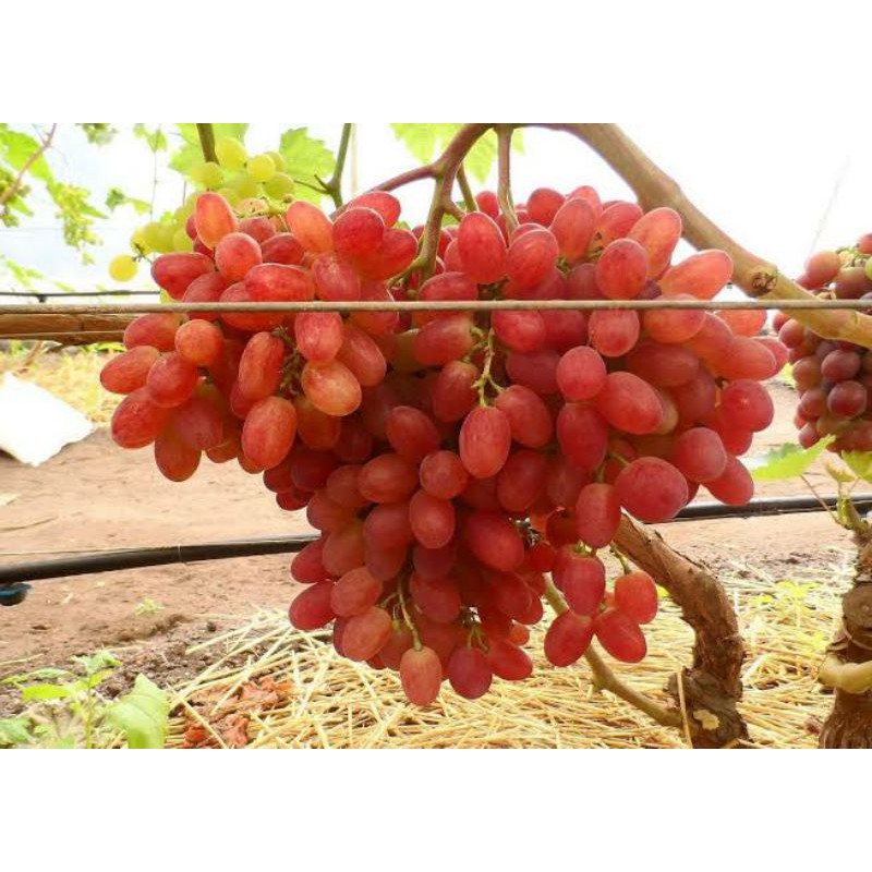 Jual Bibit Anggur Import Jenis Veles | Shopee Indonesia