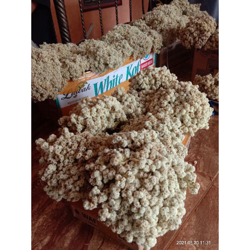 Jual 20 ikat dan 3 ikat bunga edelwais/edelways pilihan dari ...