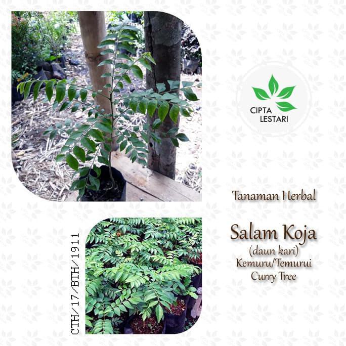Jual Pusat Benih Tanaman. Bibit Salam Koja 30-40Cm Pohon Temurui Kemuru ...