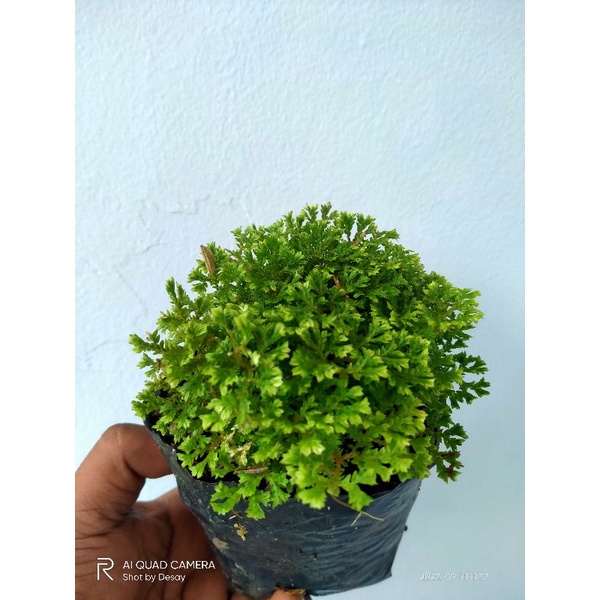 Jual tanaman hias lumut papua | Shopee Indonesia