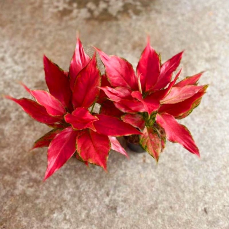 Jual Tanaman hias aglonema ruby garuda -aglaonema-tanaman hias hidup ...