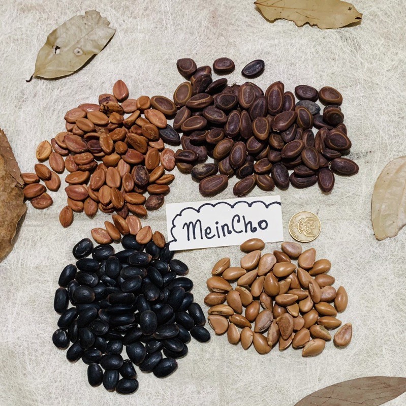 Jual (5 biji) Kolase Biji Trembesi Dakon Sawo Kecik Congklak Sengon ...