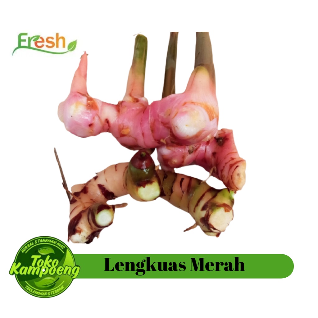 Jual Lengkuas Merah / Laos Merah 1kg ( bisa untuk bibit ) | Shopee ...