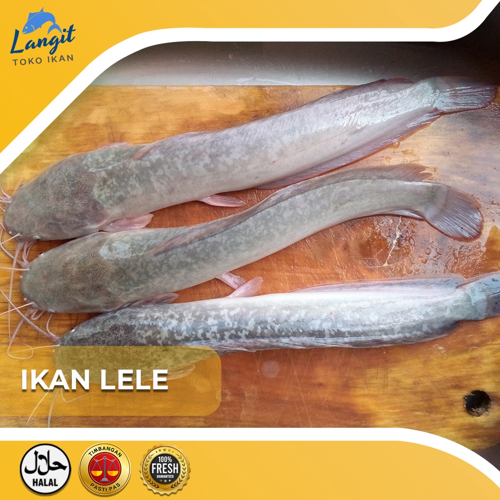 Jual Ikan Lele Segar hidup / bersih 500gr - 1kg | Shopee Indonesia