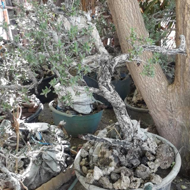 Jual bunga bonsai santigi | Shopee Indonesia