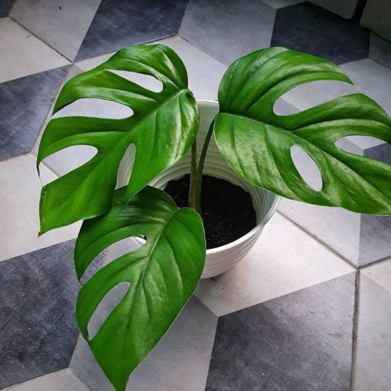 Jual TANAMAMAN HIAS MONSTERA RHAPHIDOPORA PERTUSA | Shopee Indonesia