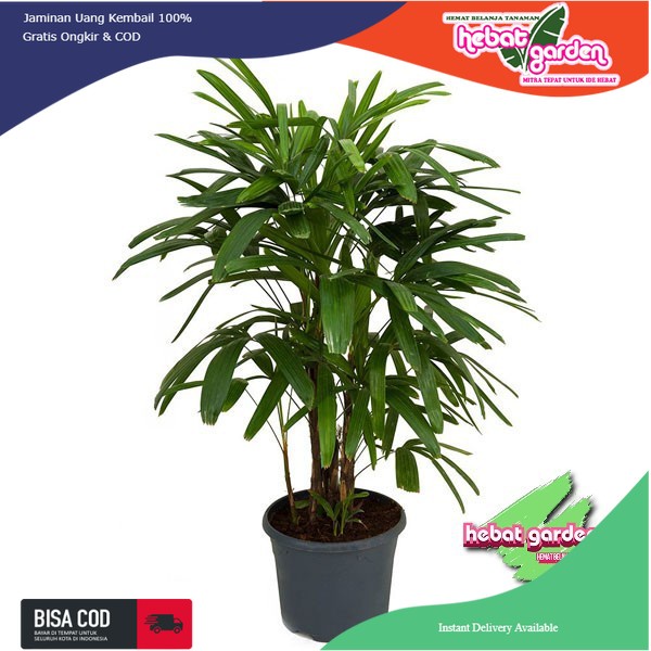 Jual Tanaman Palem JARI - WAREGU - PAlem indoor terbaik 50 cm up ...