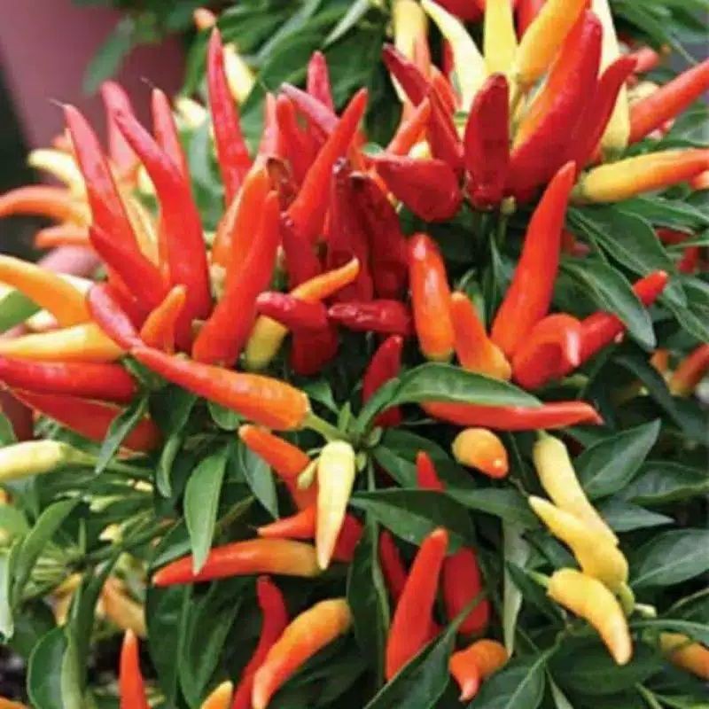 Jual pohon cabe rawit/ pohon cabe ijo/cabe setan cepat berbuah | Shopee ...