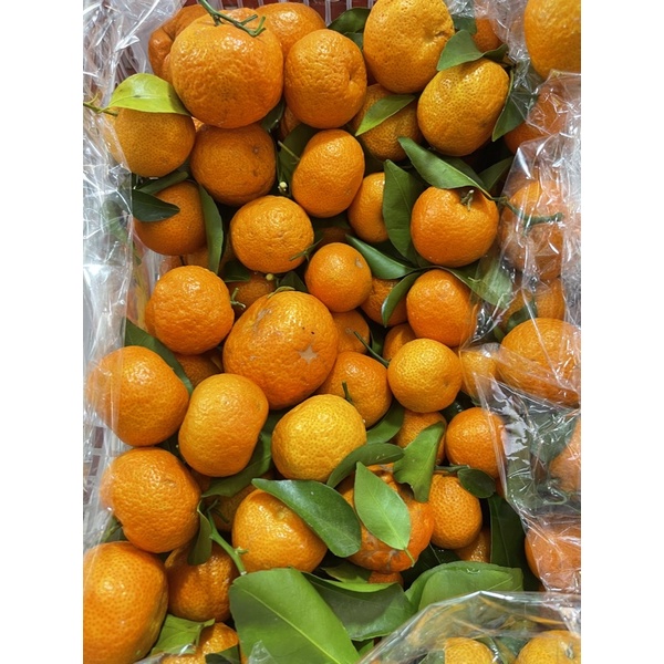 Jual JERUK SHANTANG MITSUI MANISS | Shopee Indonesia