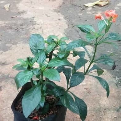 Jual tanaman hias bunga crosandra - bunga crossandra ( Tanaman hias ...
