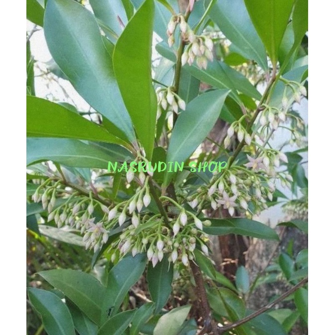 Jual DAUN LEMPENI 1KG / DAUN LAMPENI SEGAR / ARDISIA ELLIPTICA / BUNI ...