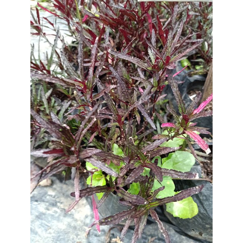 Jual tanaman rumput Papua merah | Shopee Indonesia