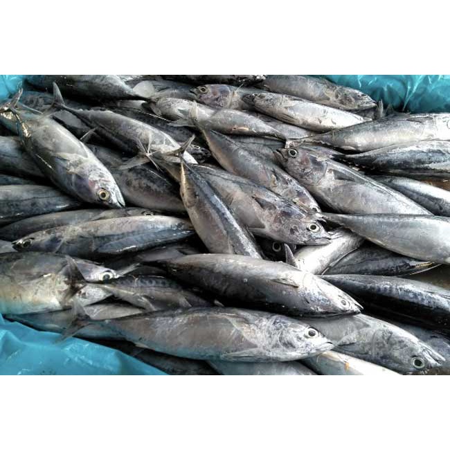 Jual PASAR SEGAR - IKAN TONGKOL SEGAR 500GR | Shopee Indonesia