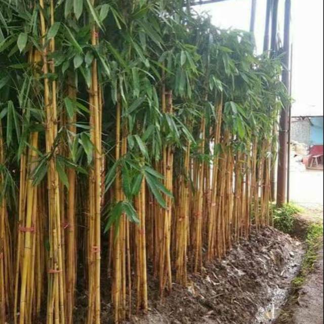 Jual Pohon Bambu Kuning Panda | Tanaman Pagar Bambu Kuning | Shopee ...