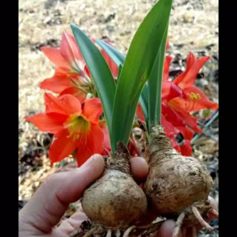 Jual umbi amarilys/bakung orange ukuran S/kecil/murah | Shopee Indonesia