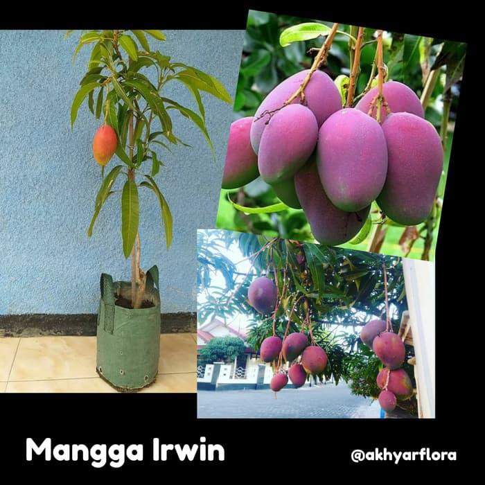 Jual Sp” Bibit Mangga Irwin Tanaman Buah Mangga Irwin Erwin Mangga Ungu ...