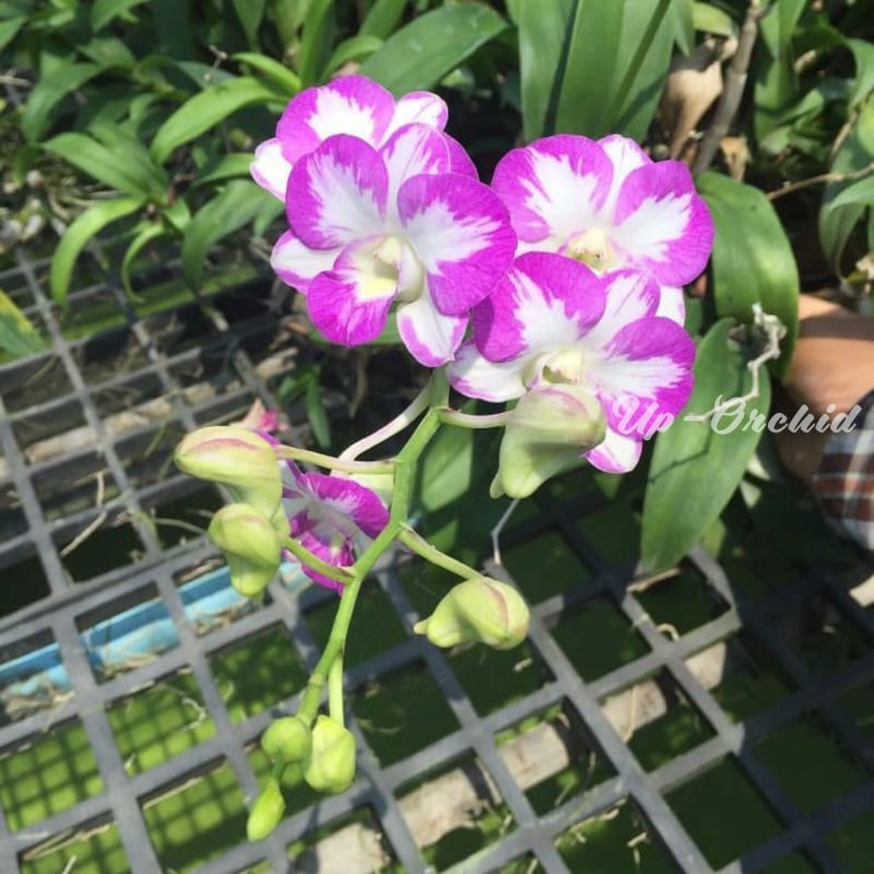 Jual Anggrek Dendrobium Hybrid Noporn Pink Mutasi Dewasa Siap Berbunga ...