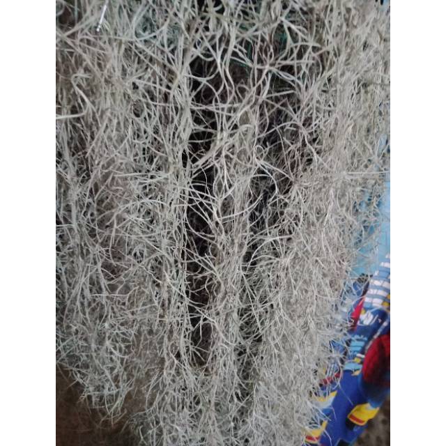 Jual Jenggot musa / janggot dewa | Shopee Indonesia