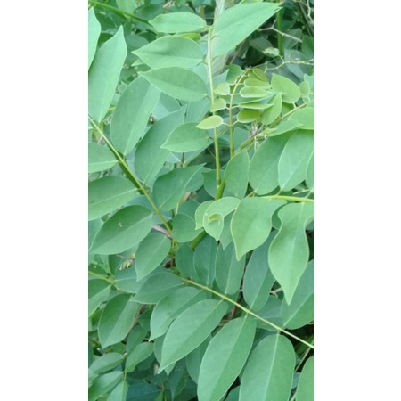 Jual Daun gamal segar atau dadap cangkring 1 kg | Shopee Indonesia