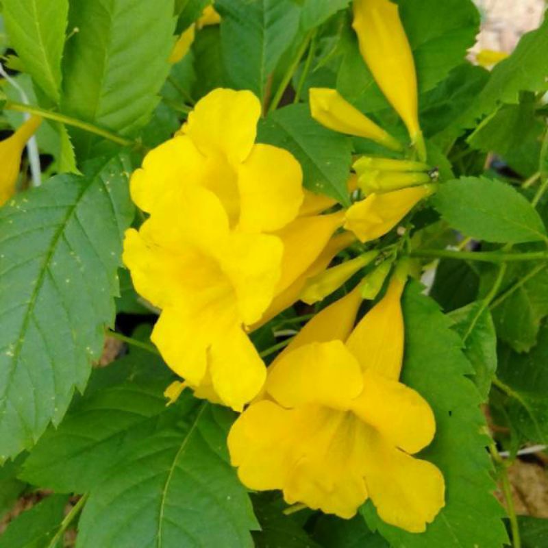Jual Tanaman hias bunga Tecomaria - bunga teco 50 cm | Shopee Indonesia