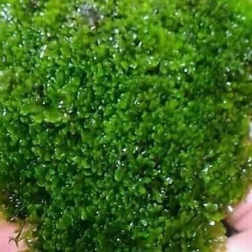 Jual Moss Ricardia Aquascape | Shopee Indonesia