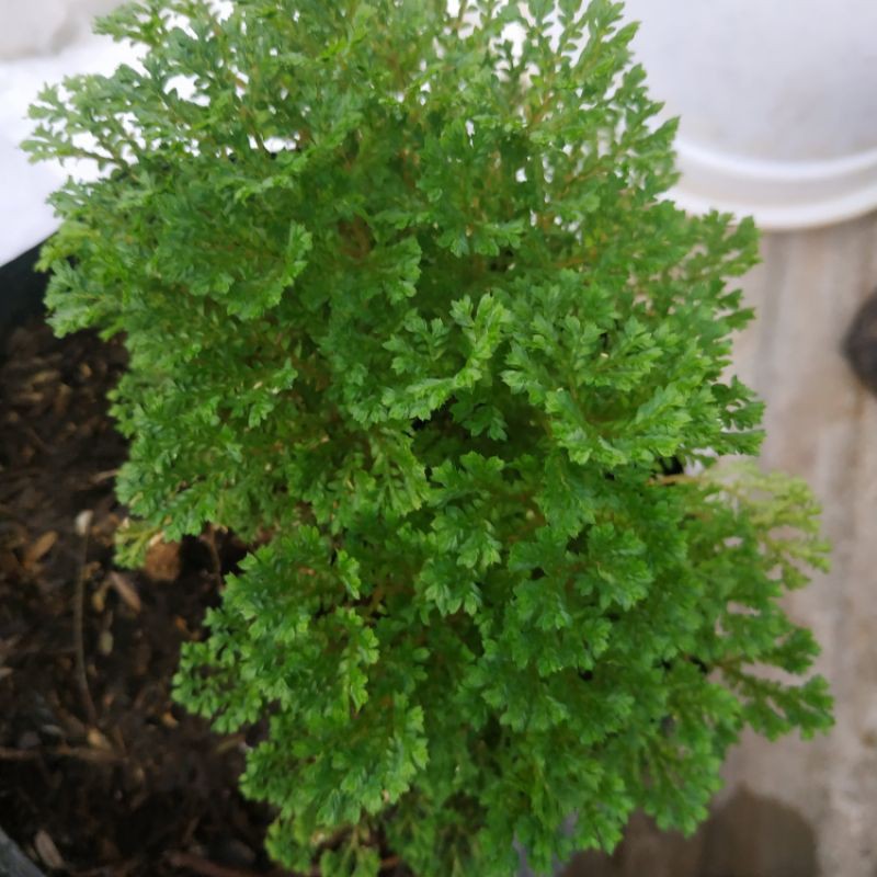 Jual rumput papua | Shopee Indonesia